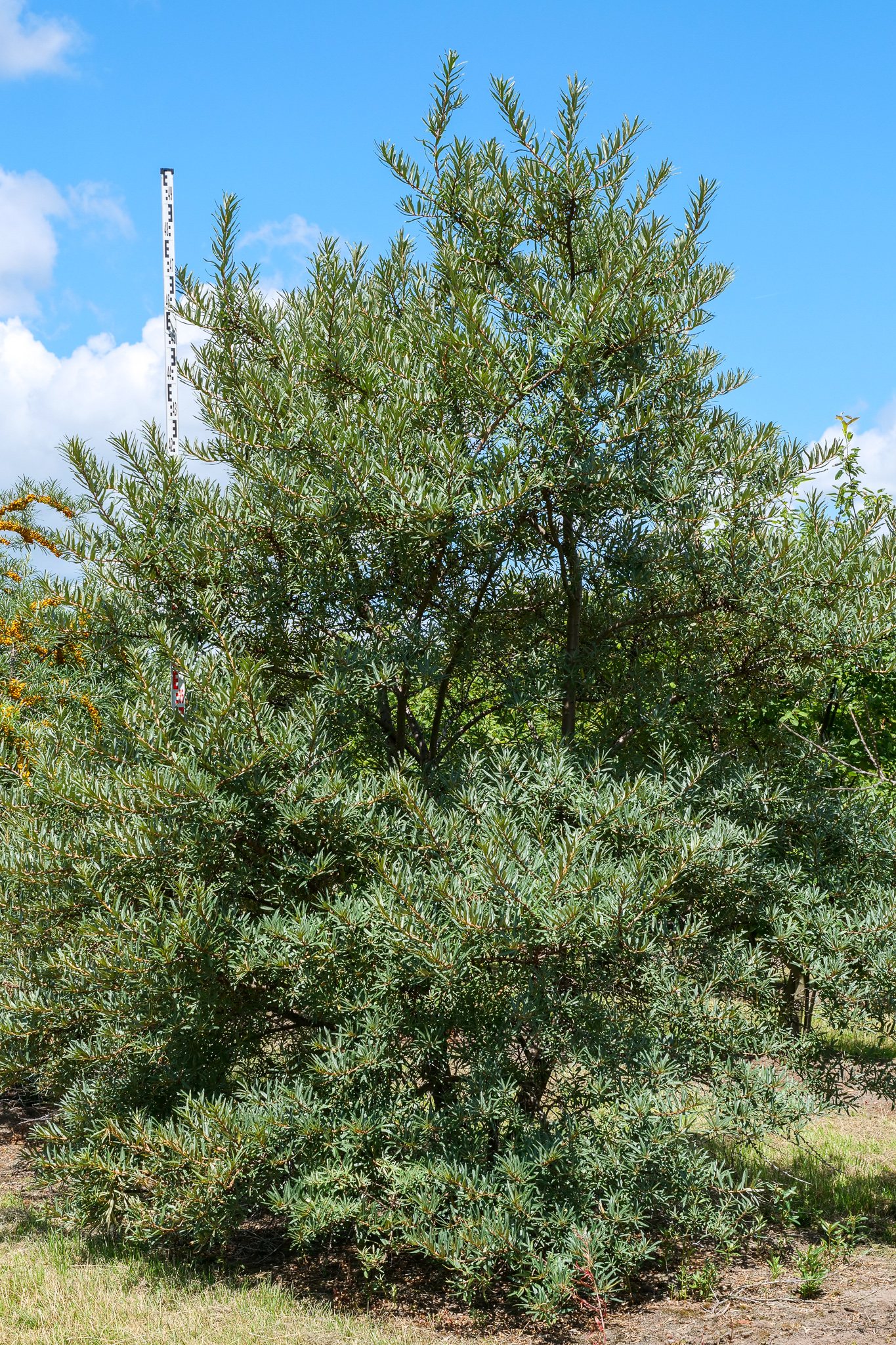 Hippophae rhamnoides 'Pollmix' | Hippophae rhamnoides 'Pollmix' - Van ...