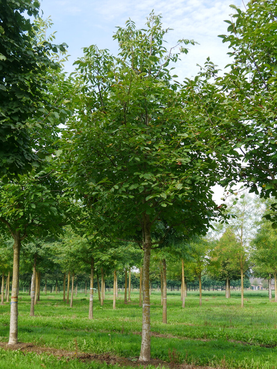 Juglans regia | Common walnut - Van den Berk Nurseries