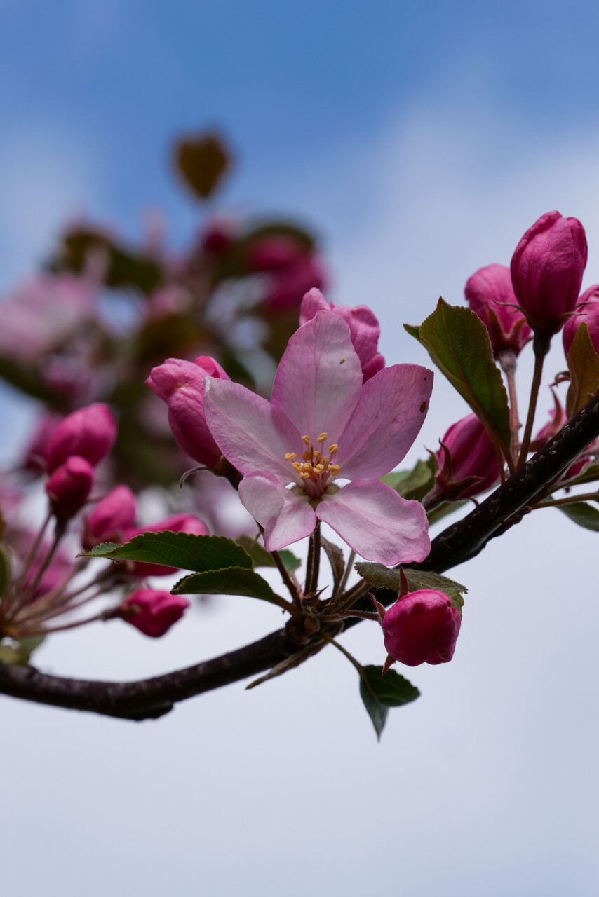 Malus RED OBELISK ('D.V.P. Obel') | Malus RED OBELISK ('D.V.P. Obel ...