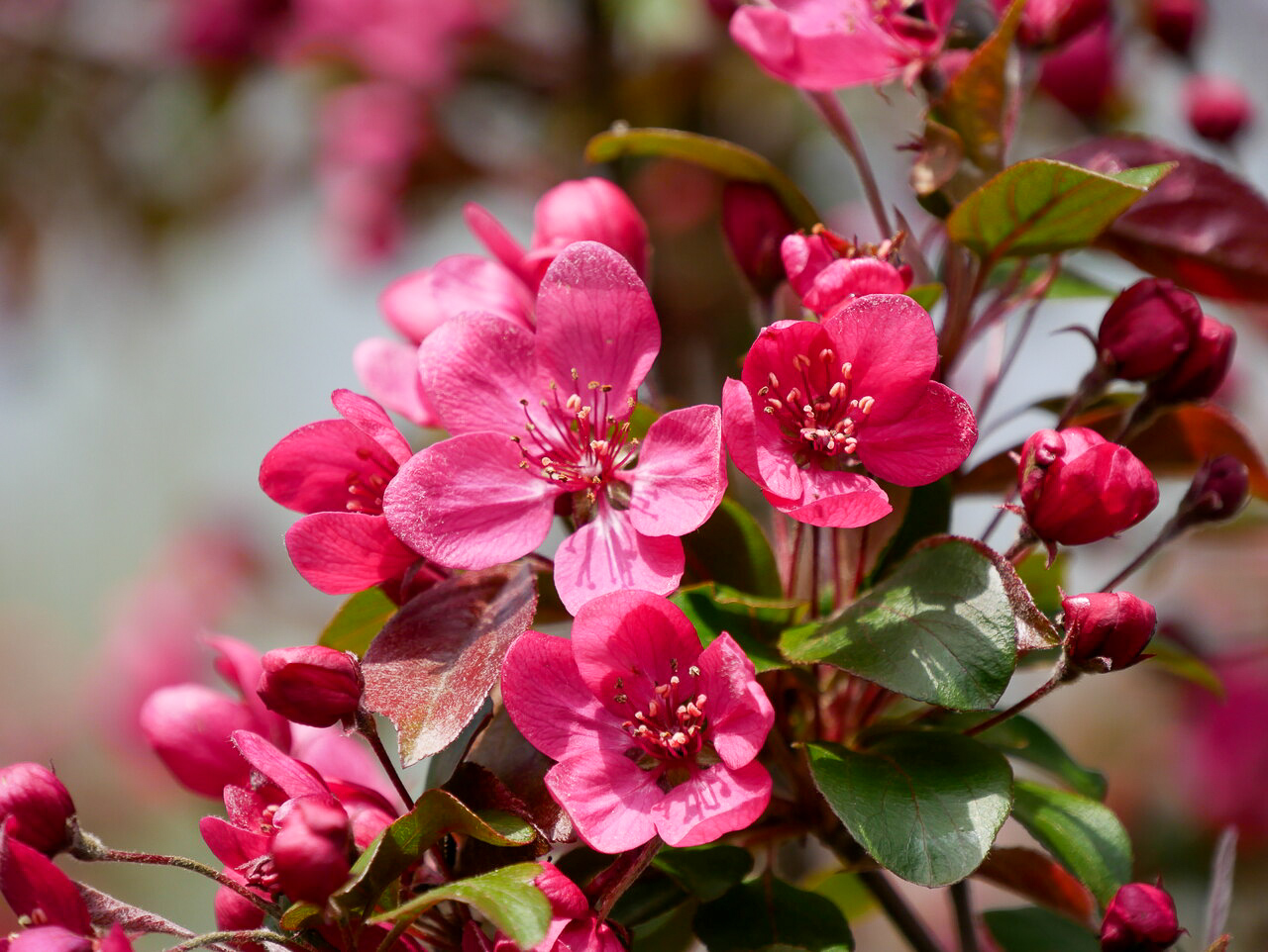 Malus 'Veitch's Scarlet' | Malus 'Veitch's Scarlet' - Van den Berk ...