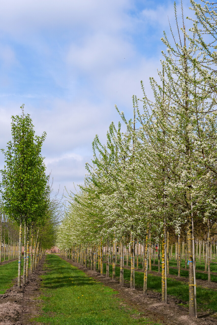Prunus mahaleb | Prunus mahaleb - Van den Berk Nurseries