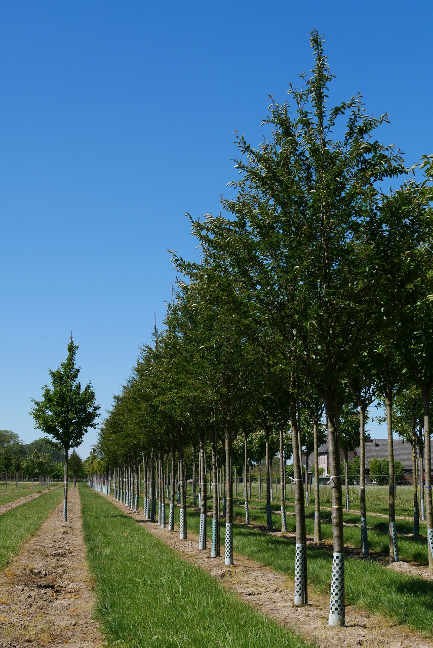 Prunus 'Pandora' | Prunus 'Pandora' - Van den Berk Nurseries
