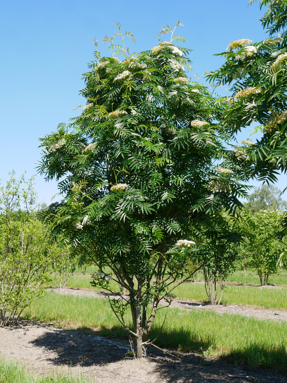 Sorbus 'Dodong' | Sorbus 'Dodong' - Van den Berk Nurseries