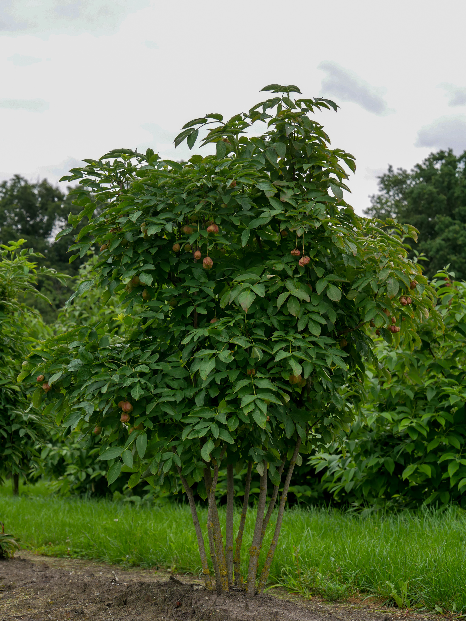 Staphylea pinnata | Staphylea pinnata - Van den Berk Nurseries
