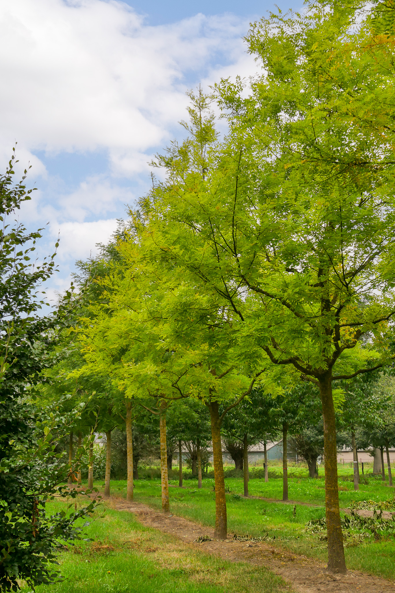Styphnolobium japonicum | Japanese pagoda tree, Honey tree - Van den ...