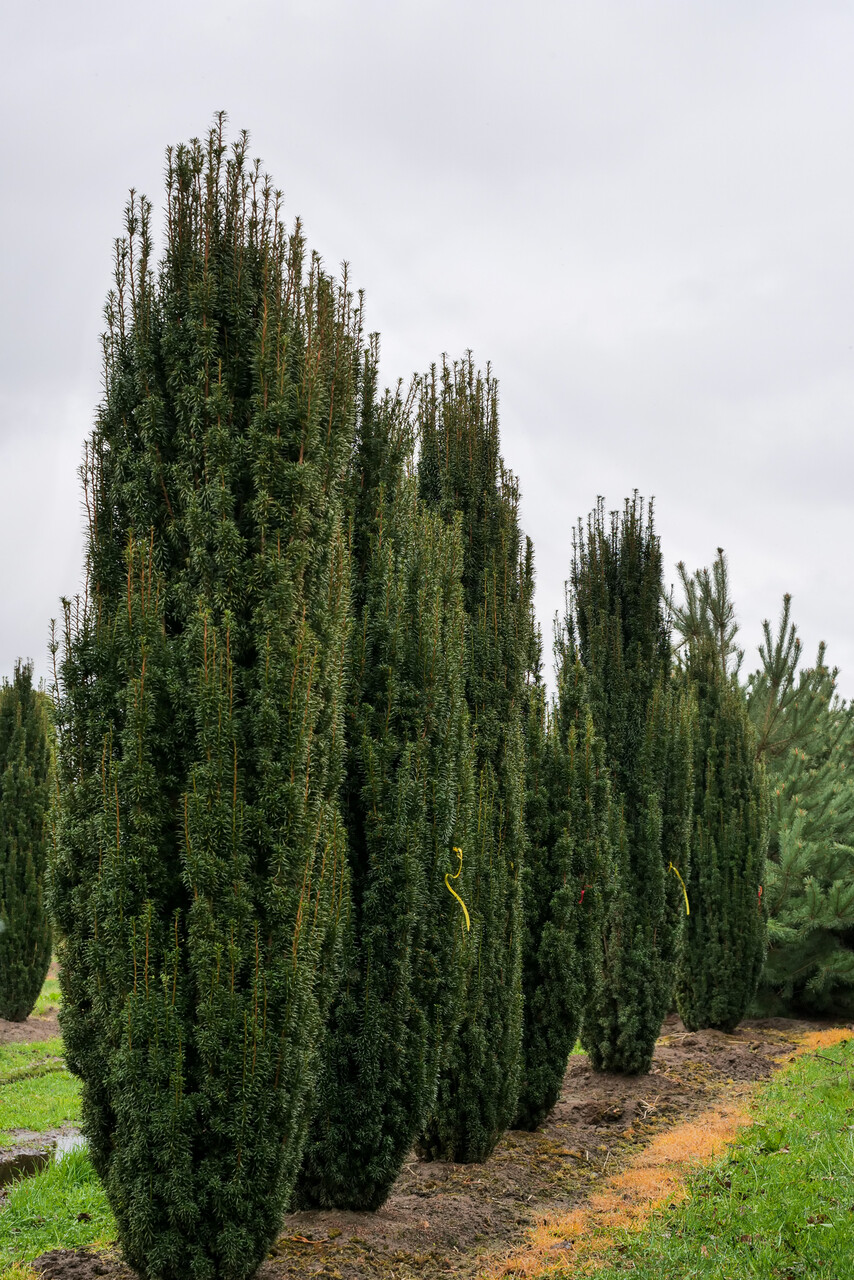 Taxus baccata 'Fastigiata' | Irish Yew - Van den Berk Nurseries
