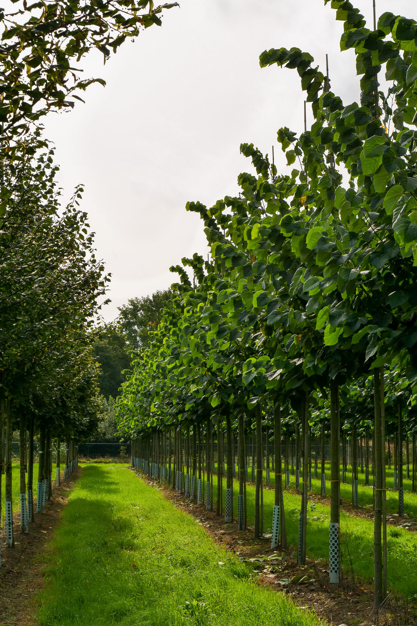 Tilia tomentosa 'Sisi' - Van den Berk Nurseries