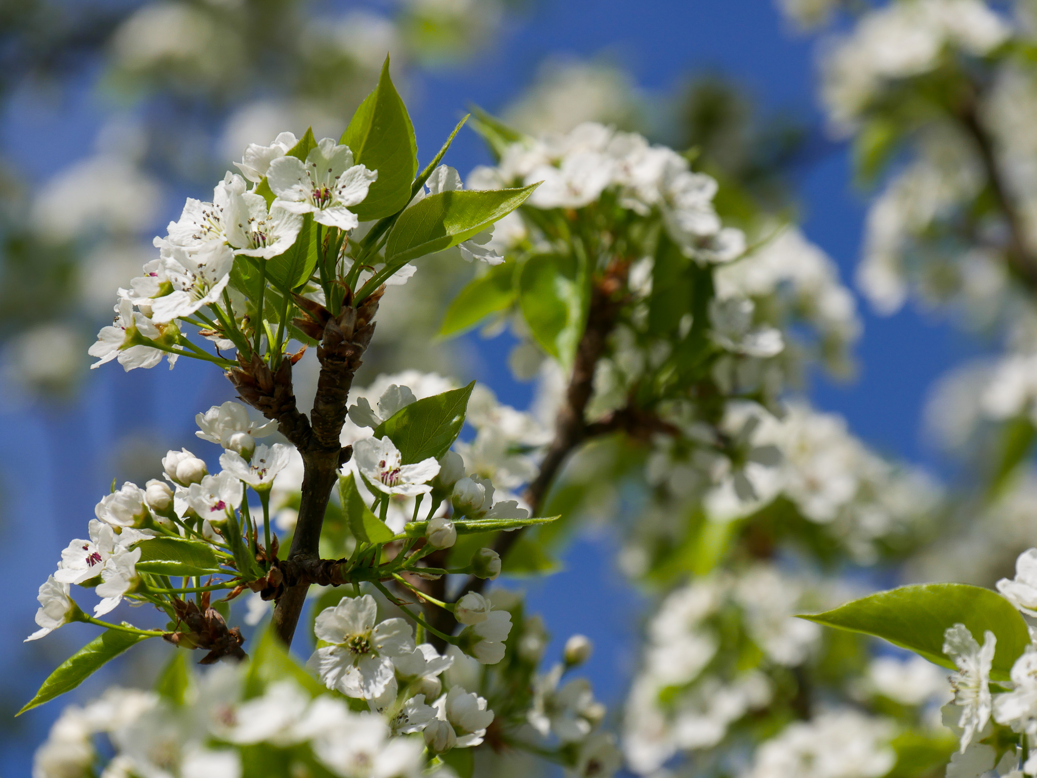 Pyrus calleryana 'Capital' | Pyrus calleryana 'Capital' - Van den Berk ...