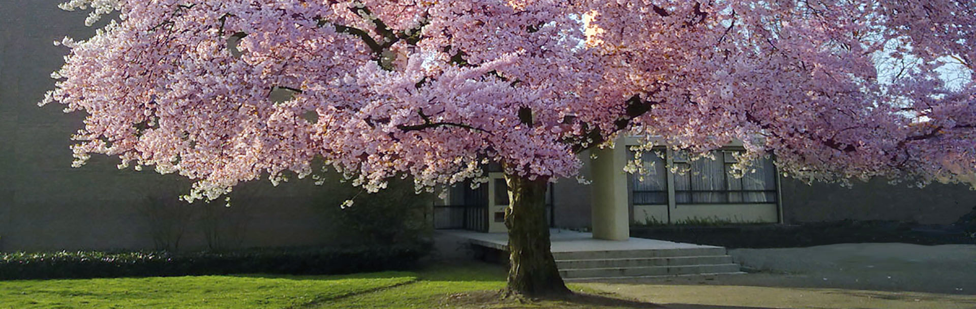 Prunus 'The Bride' | Prunus 'The Bride' - Van den Berk Nurseries