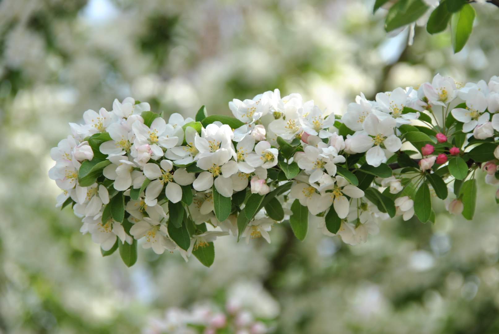 Malus 'Rudolph' | Flowering Crab - Van den Berk Nurseries
