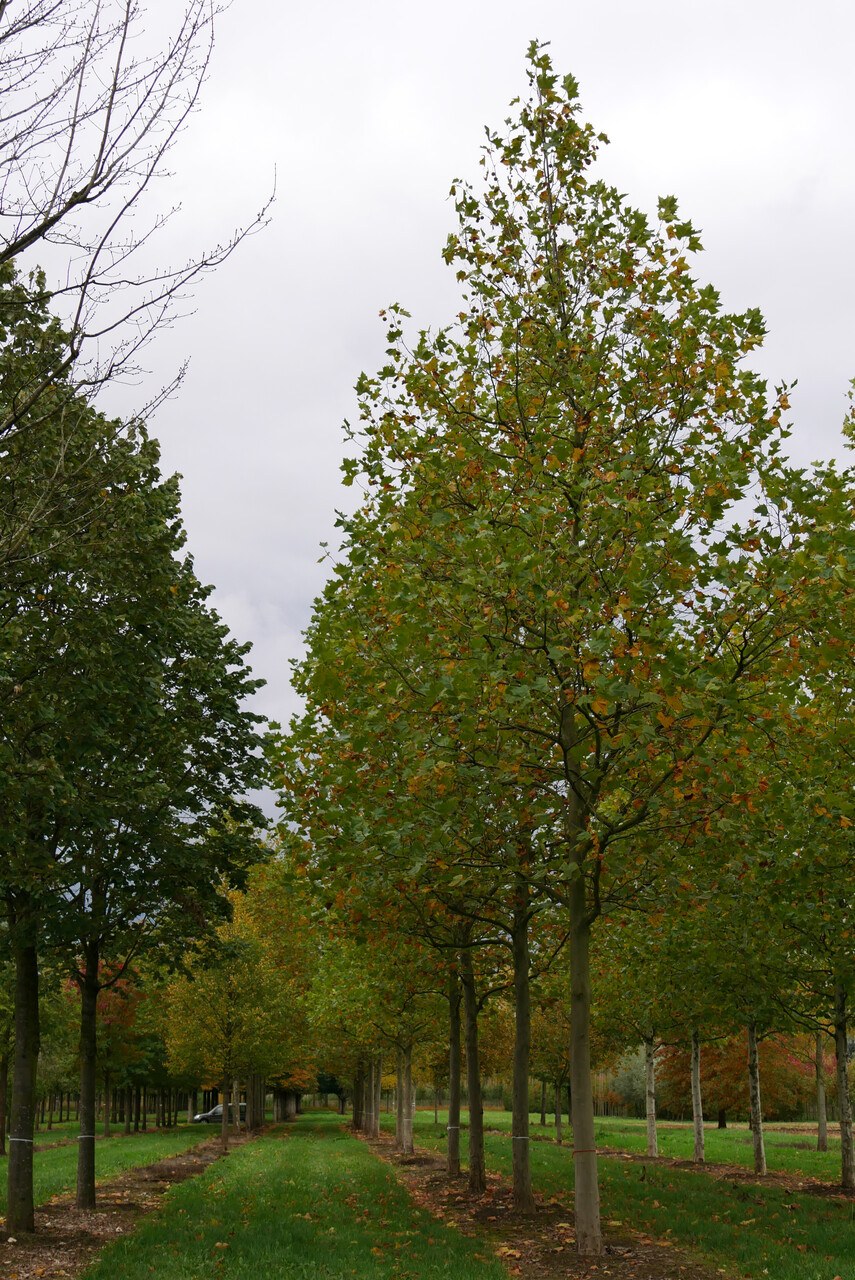 Platanus ×hispanica | London plane - Van den Berk Nurseries