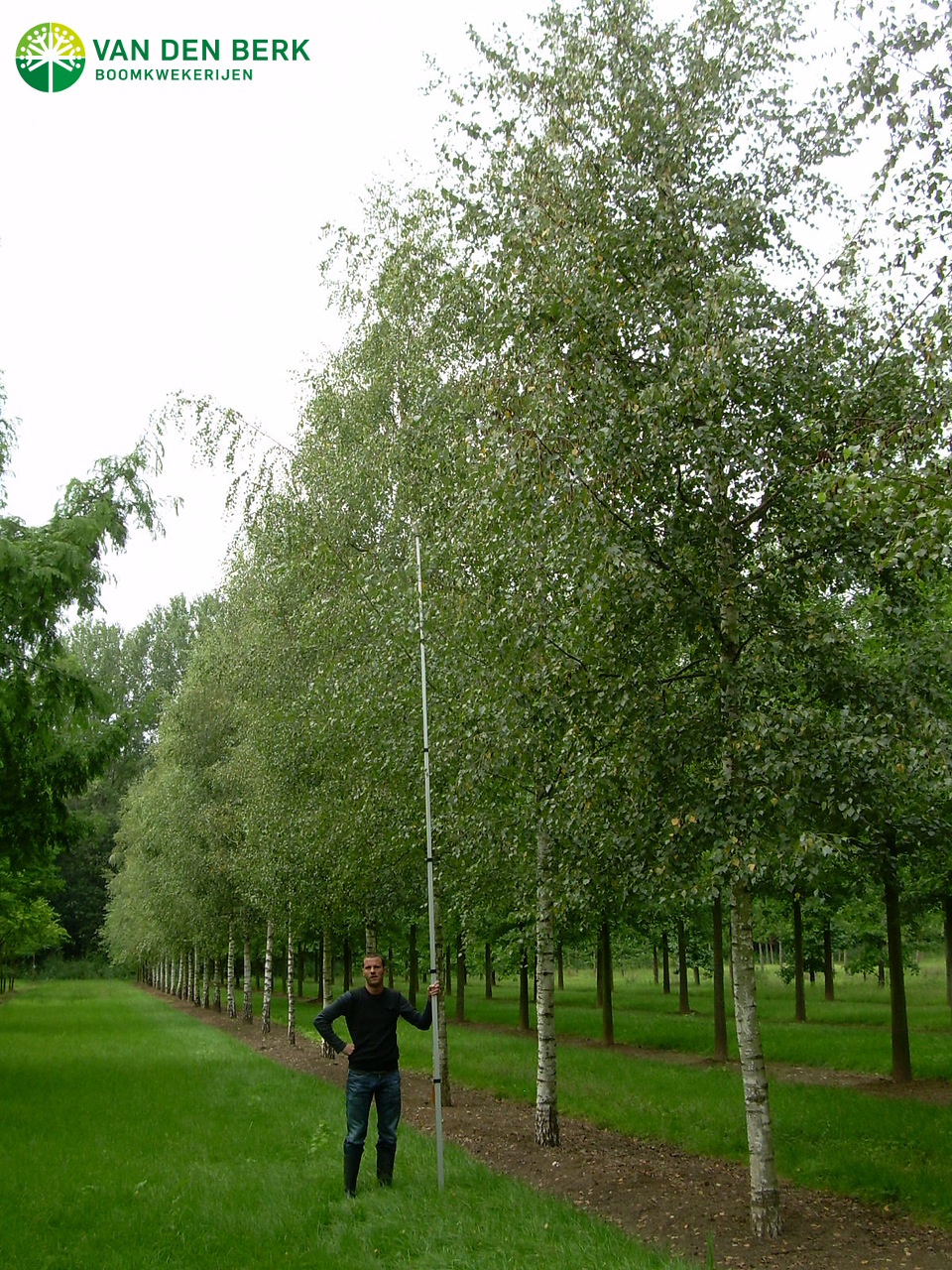 Betula pendula | Common silver birch, European birch - Van den Berk ...