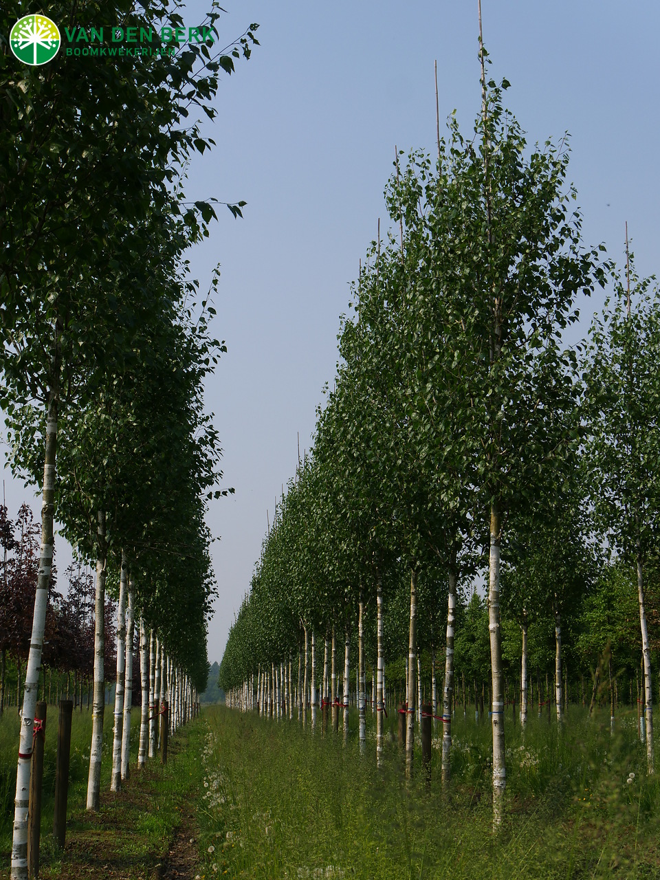 Betula utilis var. jacquemontii | White-barked Himalayan birch - Van ...