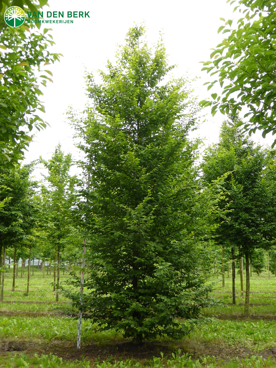 Carpinus betulus | Hornbeam, Common hornbeam - Van den Berk Nurseries