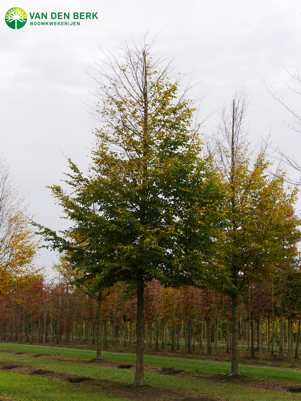 Carpinus betulus | Hornbeam, Common hornbeam - Van den Berk Nurseries