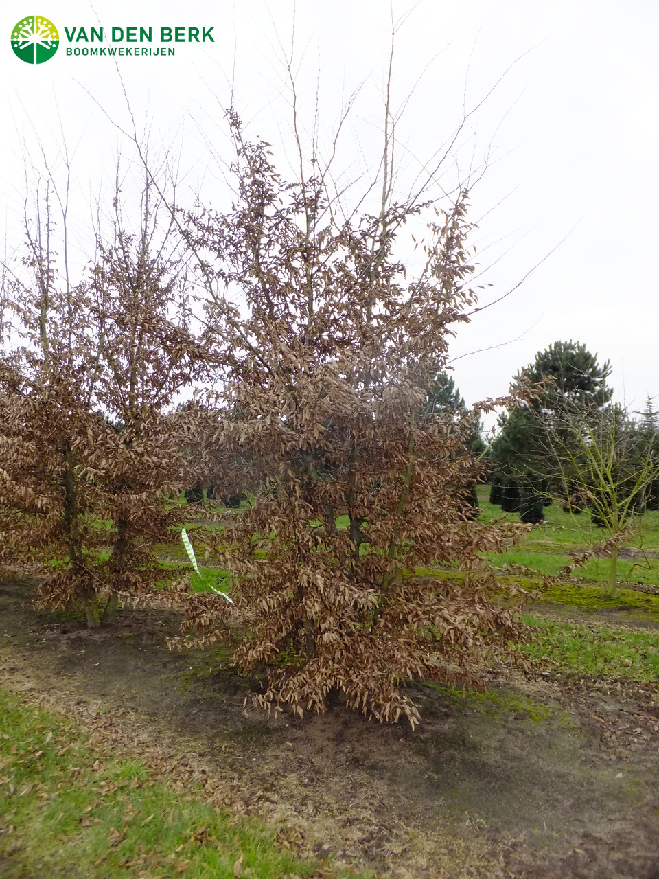 Carpinus betulus | Hornbeam, Common hornbeam - Van den Berk Nurseries