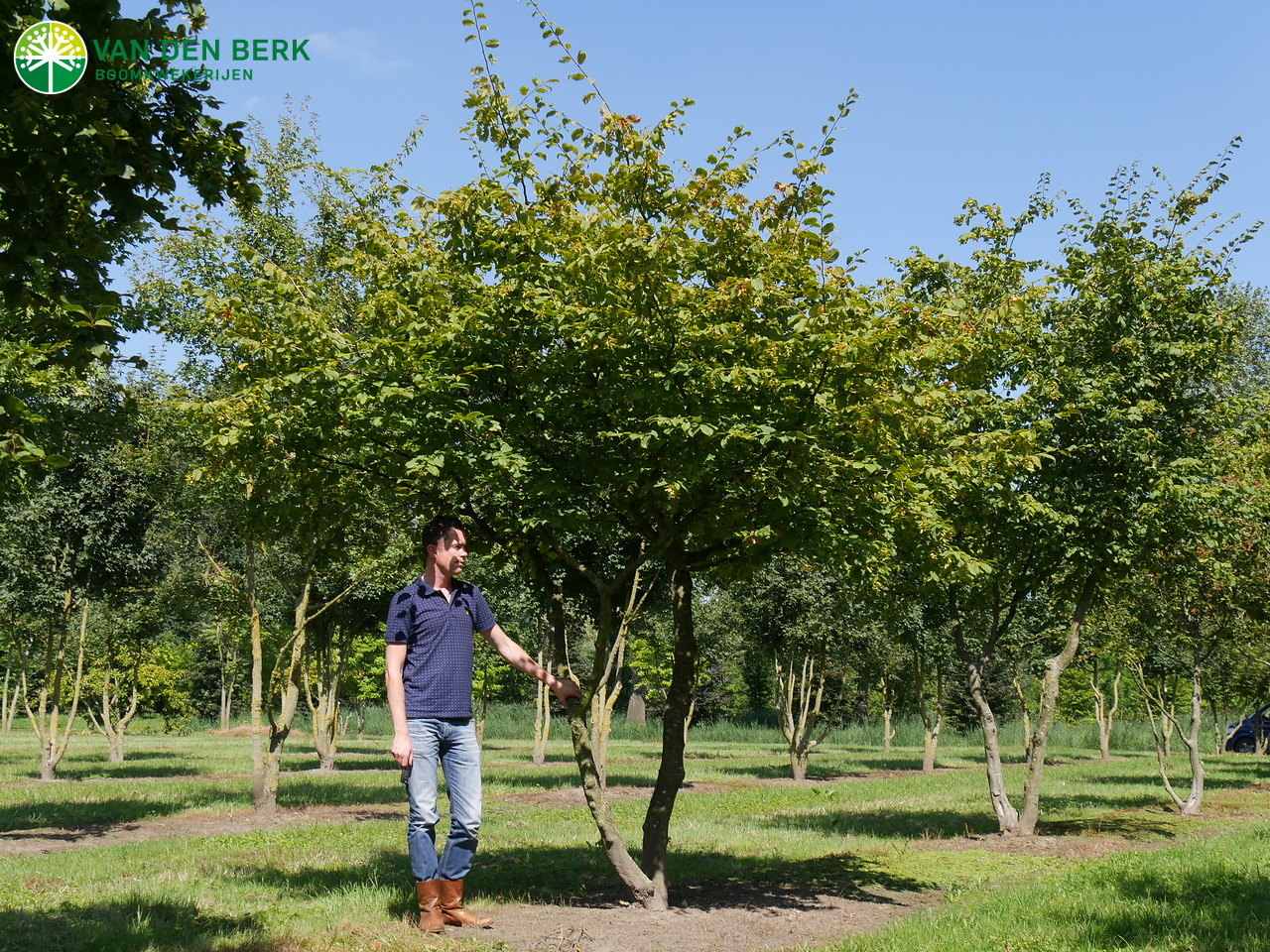 Carpinus betulus | Hornbeam, Common hornbeam - Van den Berk Nurseries