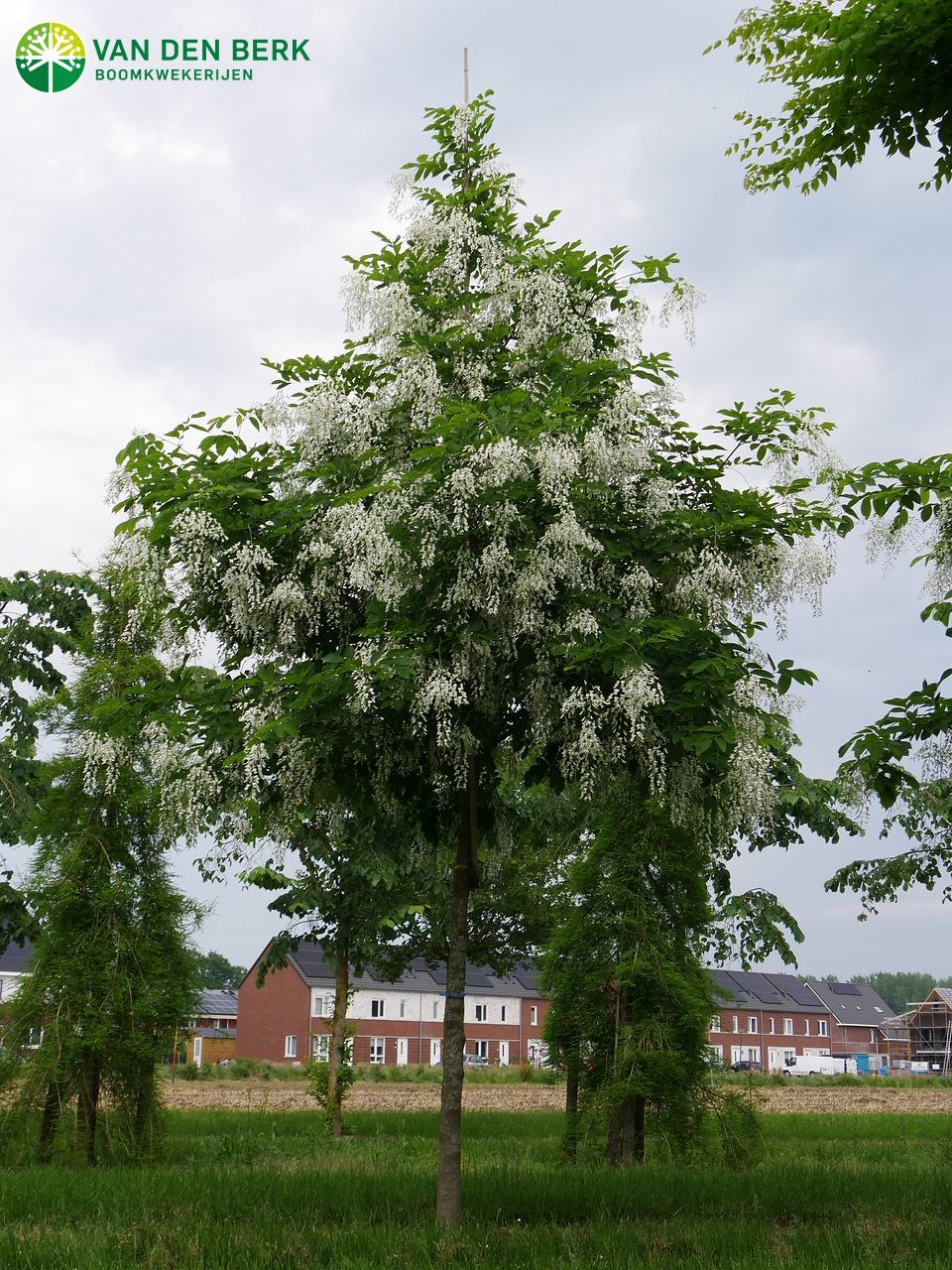 Cladrastis kentukea | Yellowwood - Van den Berk Nurseries