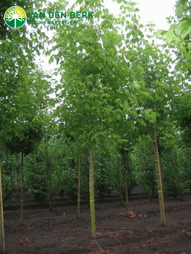 Acer negundo | Box elder, Ash-leafed maple - Van den Berk Nurseries