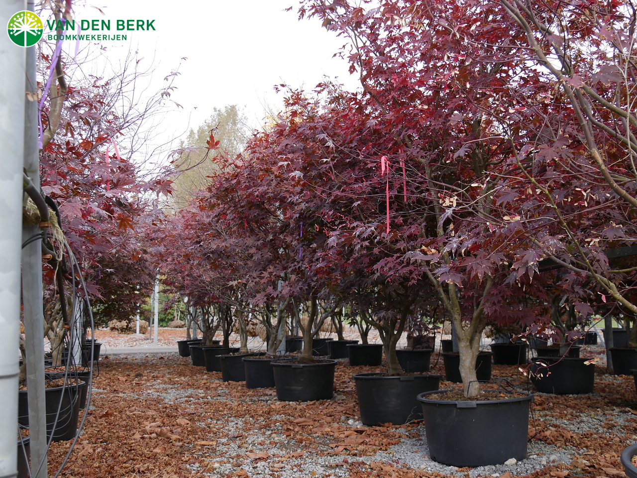 Acer palmatum 'Bloodgood' | Acer palmatum 'Bloodgood' - Van den Berk ...