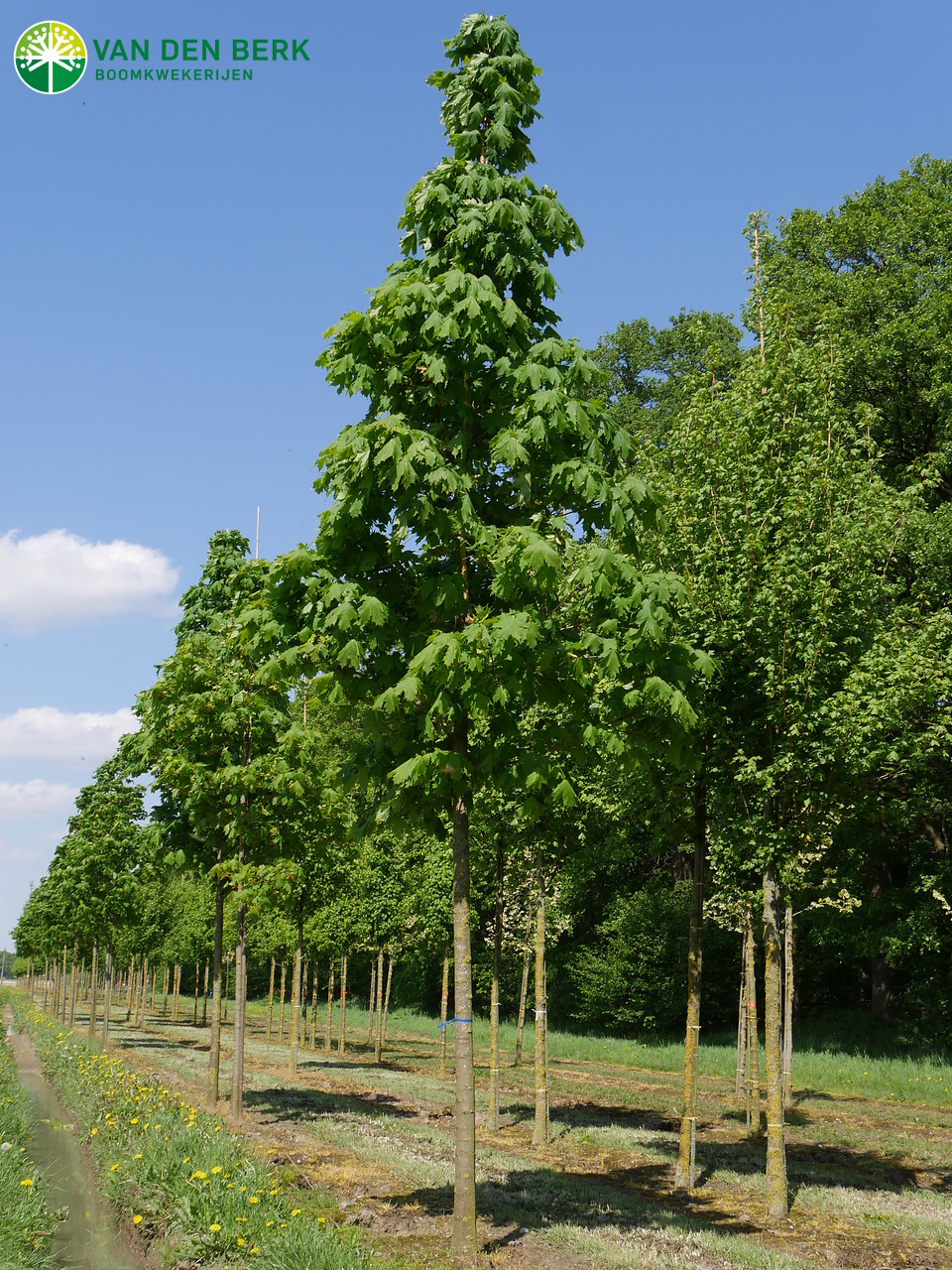 Acer platanoides 'Columnare' | Acer platanoides 'Columnare' - Van den ...