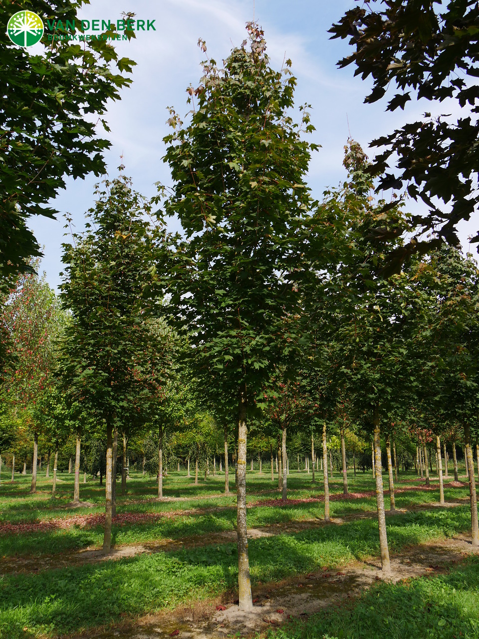 Acer platanoides 'Fairview' | Acer platanoides 'Fairview' - Van den ...