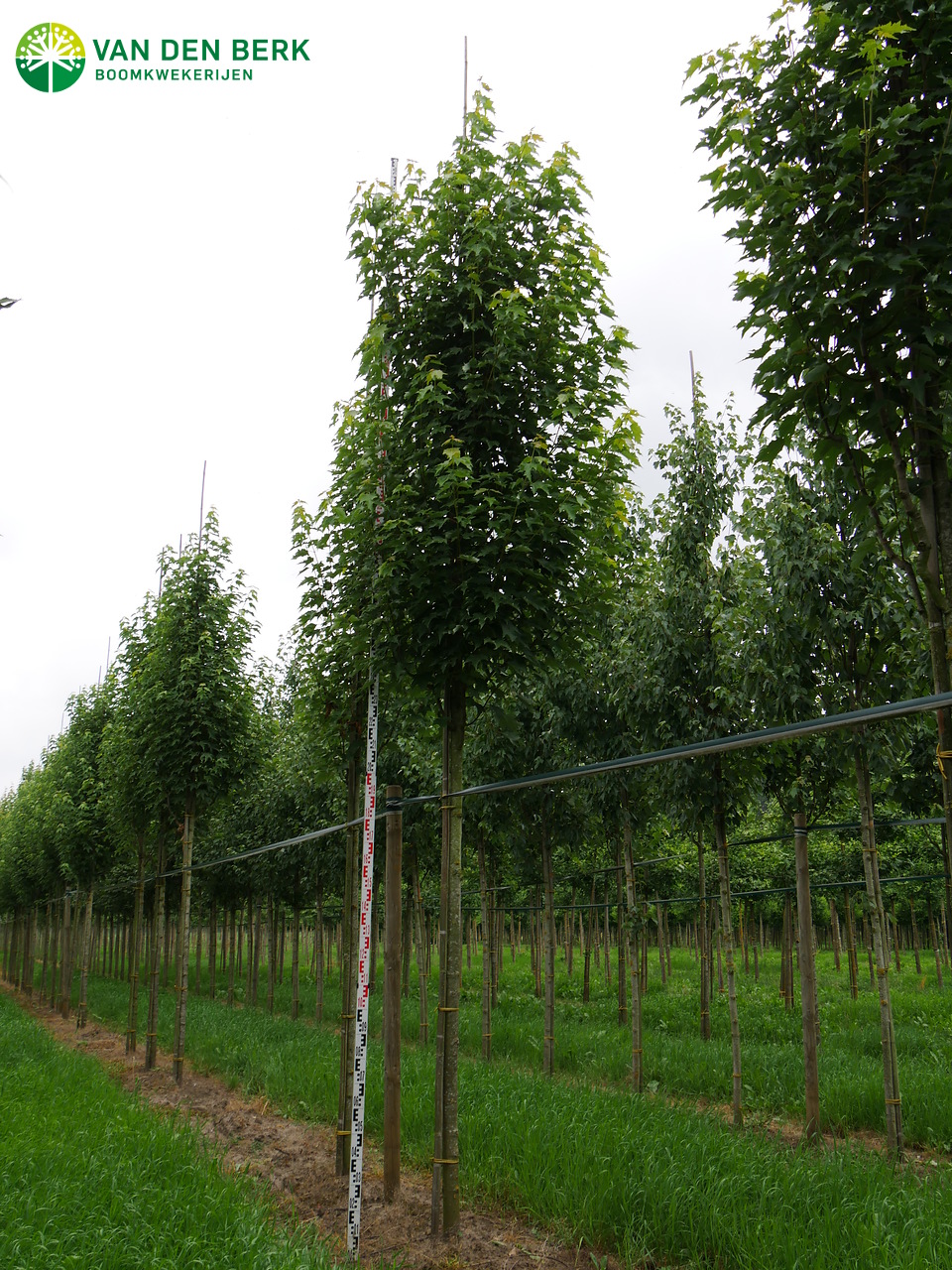 Acer rubrum 'Karpick' | Acer rubrum 'Karpick' - Van den Berk Nurseries