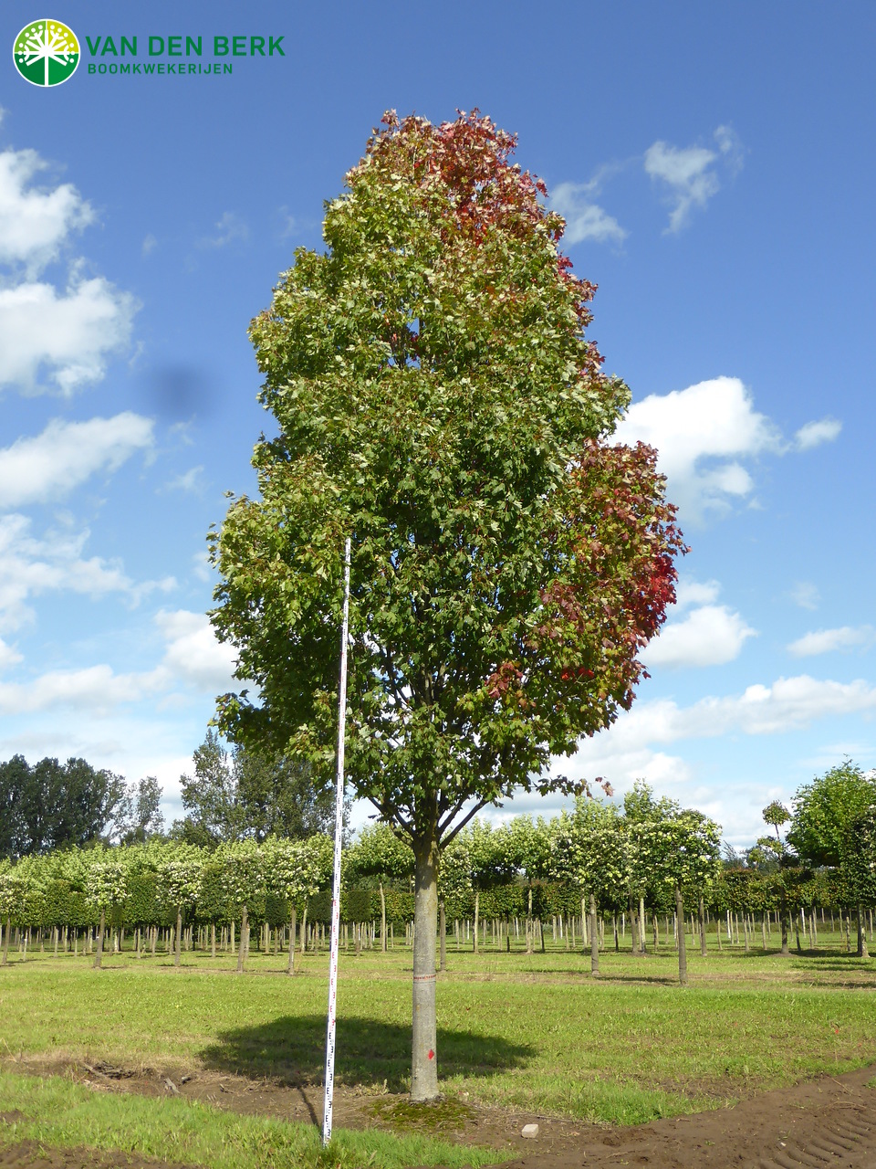 Acer rubrum 'Scanlon' | Acer rubrum 'Scanlon' - Van den Berk Nurseries