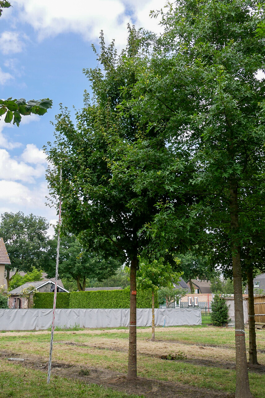 Acer campestre 'Red Shine' | Acer campestre 'Red Shine' - Van den Berk ...