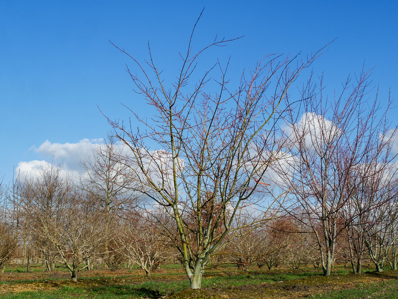 Acer davidii | Chinese maple, Snakebark maple - Van den Berk Nurseries
