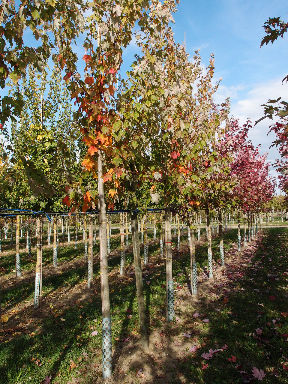 Acer ×freemanii 'Armstrong' | Acer ×freemanii 'Armstrong' - Van den ...