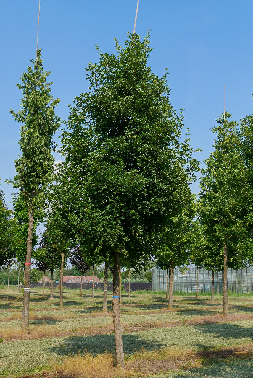 Acer monspessulanum | Montpellier maple, French maple - Van den Berk ...