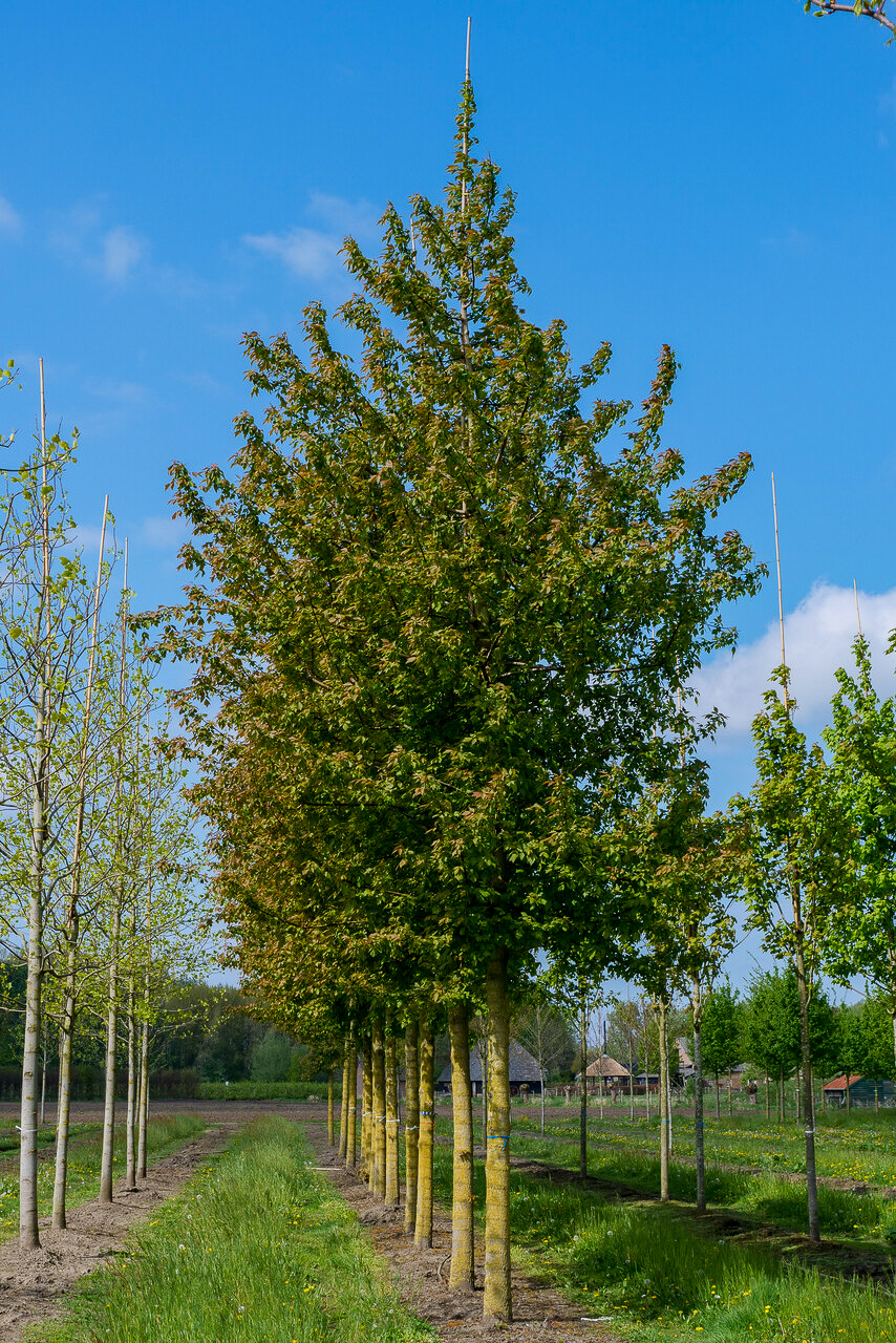 Acer negundo 'Sensation' | Acer negundo 'Sensation' - Van den Berk ...