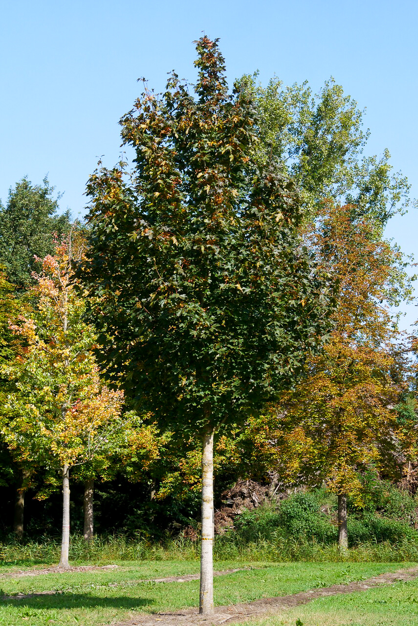 Acer platanoides 'Fairview' | Acer platanoides 'Fairview' - Van den ...