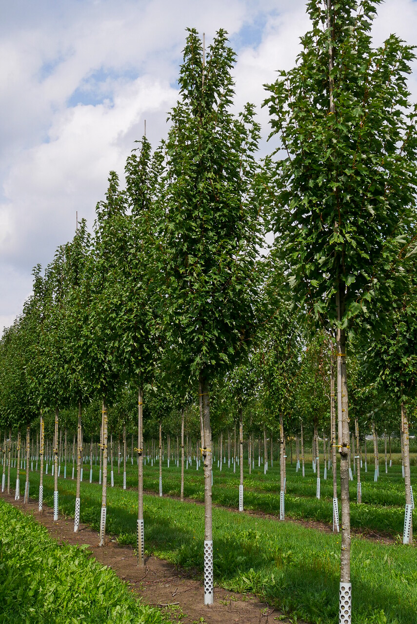 Acer rubrum 'Karpick' | Acer rubrum 'Karpick' - Van den Berk Nurseries