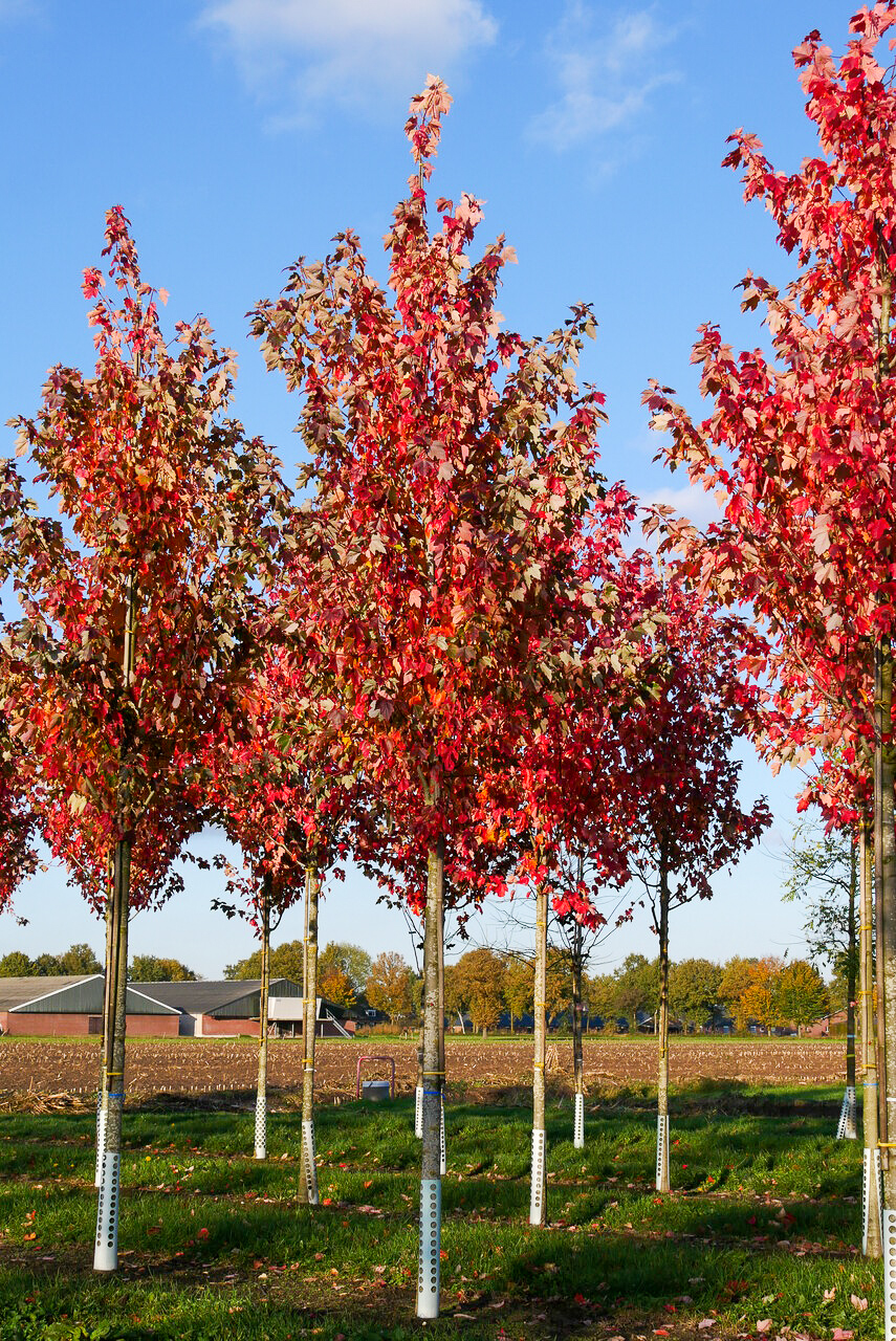 Acer rubrum RED SUNSET ('Franksred') | Acer rubrum RED SUNSET ...