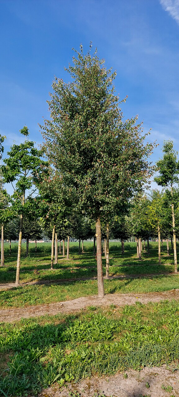 Acer rubrum SUMMER RED ('HOSR') | Acer rubrum SUMMER RED ('HOSR') - Van ...