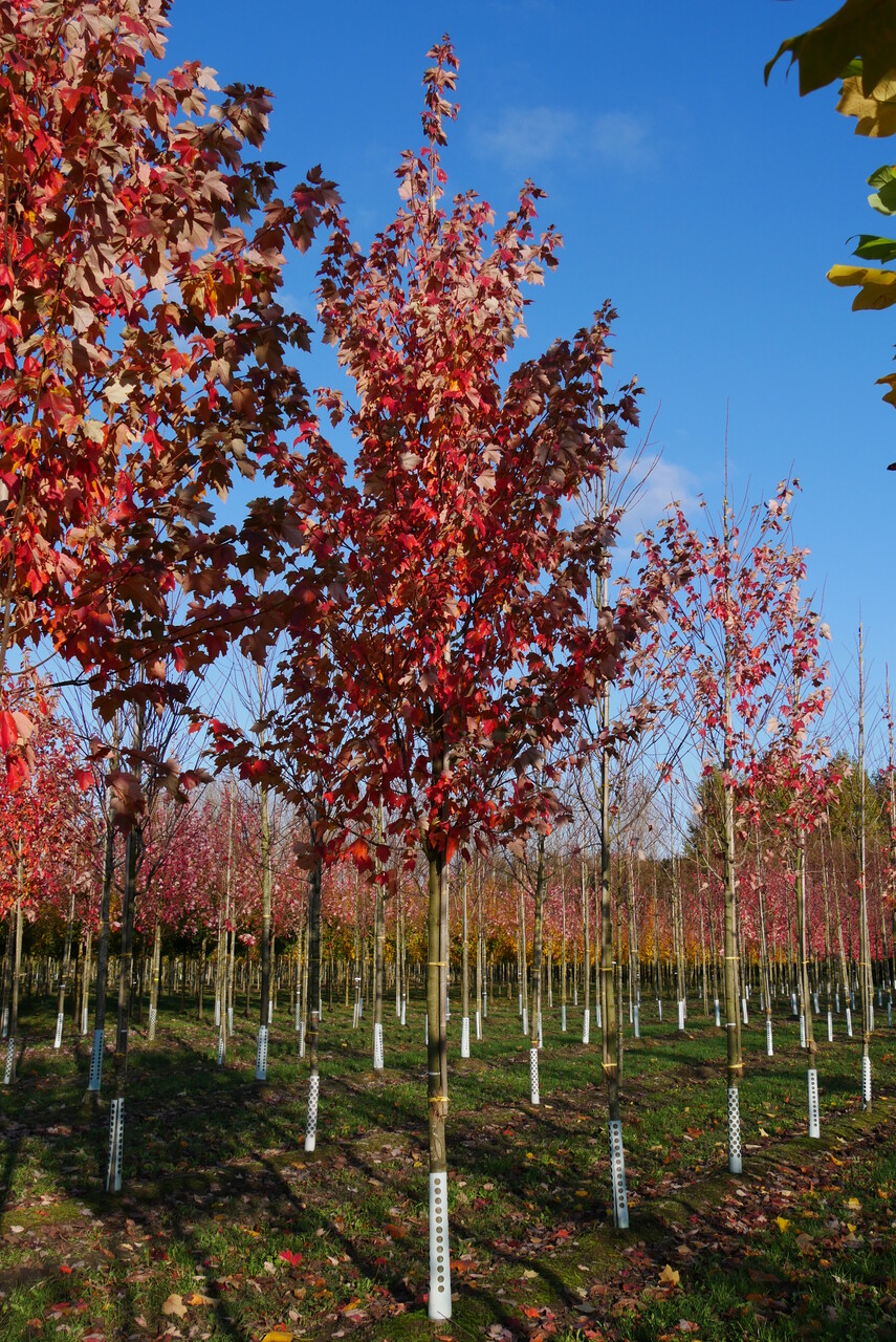 Acer rubrum | Red maple, Scarlet maple, Swamp maple - Van den Berk ...