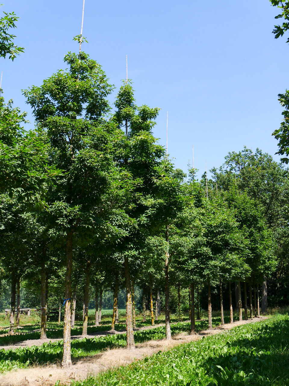Acer triflorum | Three-flowered maple - Van den Berk Nurseries