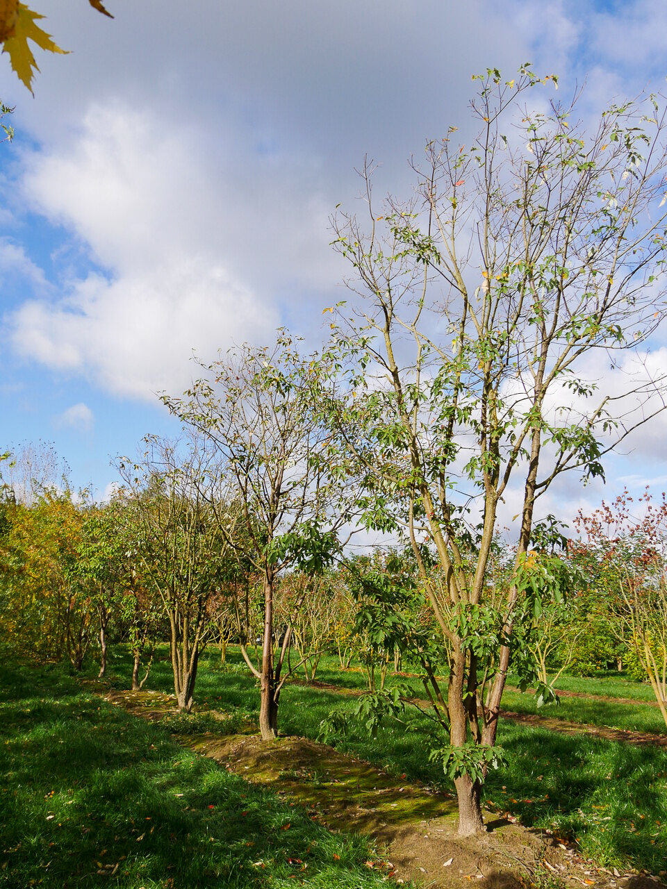 Acer triflorum | Three-flowered maple - Van den Berk Nurseries