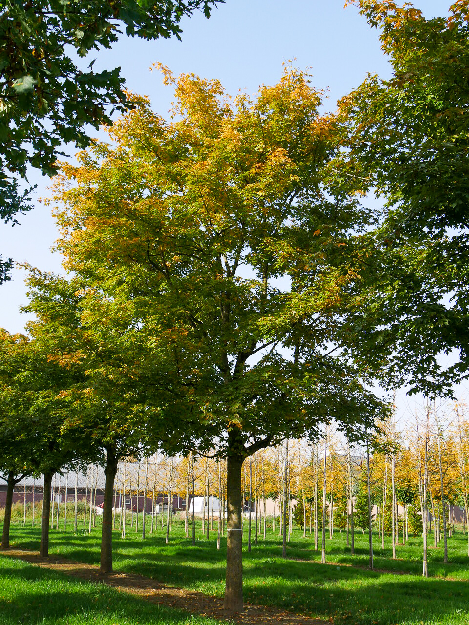 Acer ×zoeschense 'Annae' | Acer ×zoeschense 'Annae' - Van den Berk ...