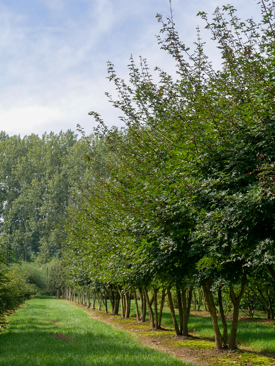 Acer ×zoeschense 'Annae' | Acer ×zoeschense 'Annae' - Van den Berk ...