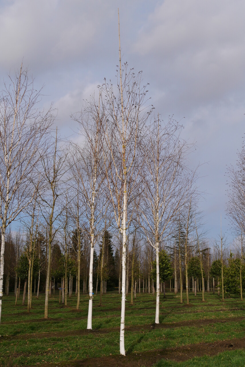 Betula utilis var. jacquemontii | White-barked Himalayan birch - Van ...