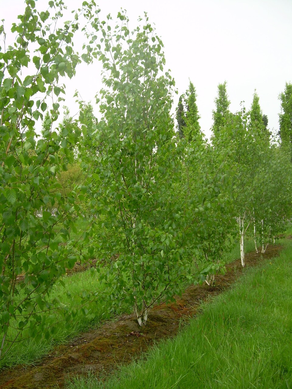 Betula utilis var. jacquemontii | White-barked Himalayan birch - Van ...