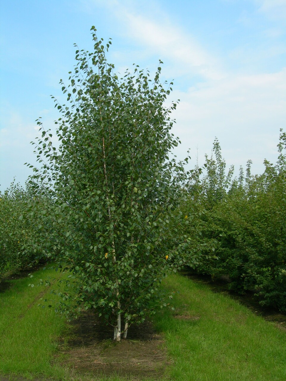 Betula utilis var. jacquemontii | White-barked Himalayan birch - Van ...