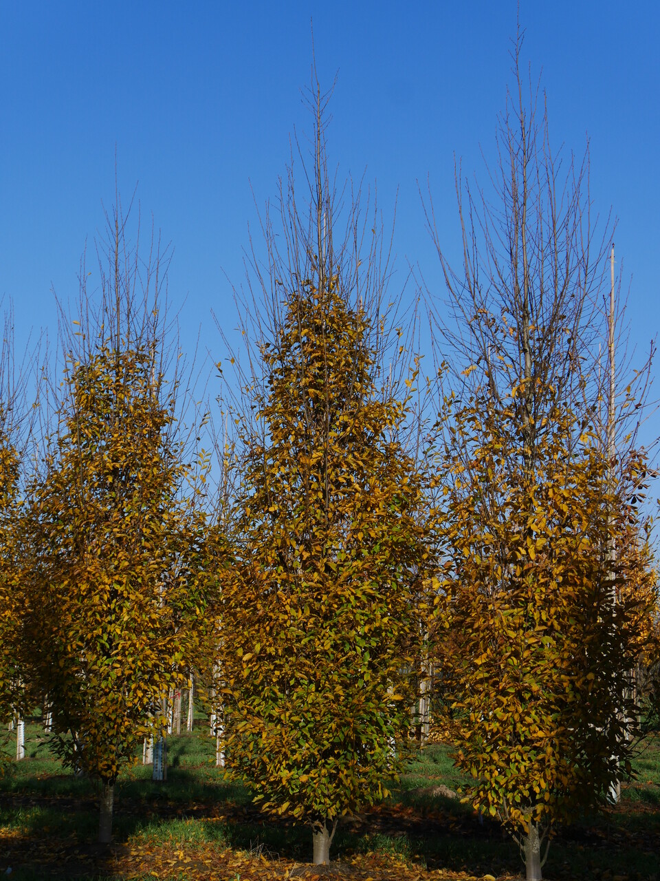 Carpinus betulus 'Fastigiata' | Carpinus betulus 'Fastigiata' - Van den ...