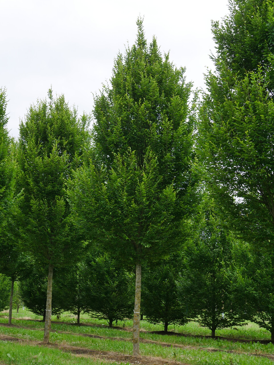 Carpinus betulus 'Fastigiata' | Carpinus betulus 'Fastigiata' - Van den ...