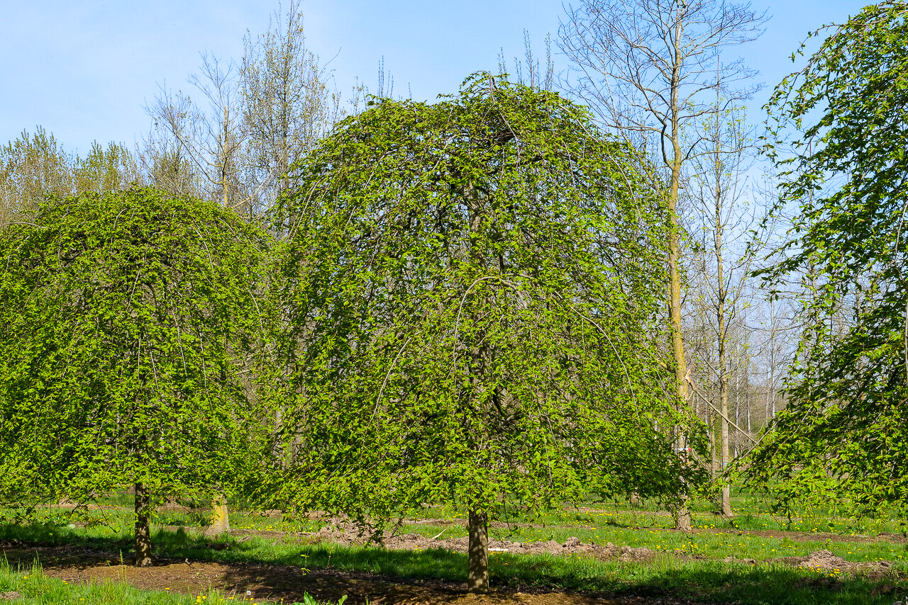 Carpinus betulus 'Pendula' | Carpinus betulus 'Pendula' - Van den Berk ...