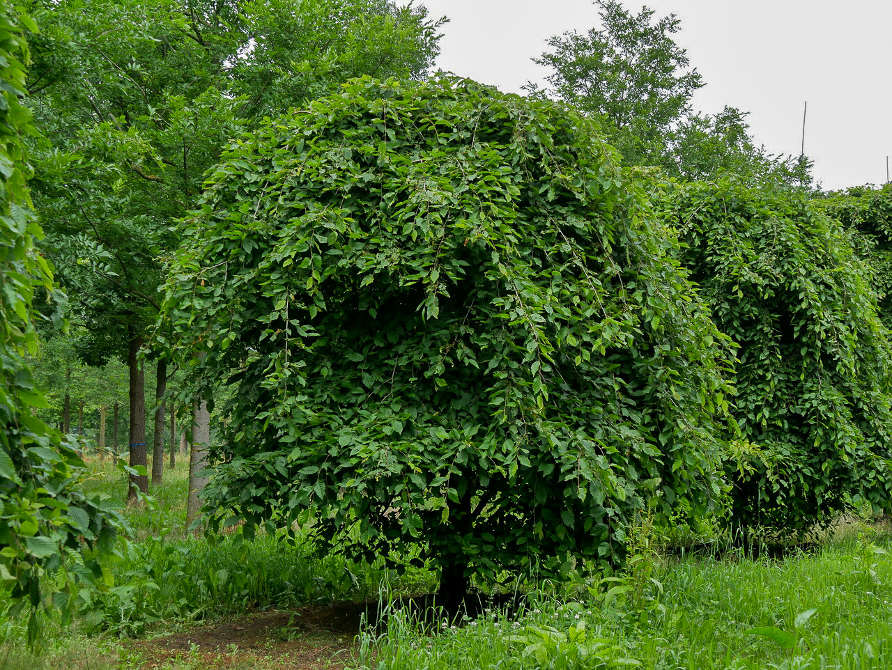 Carpinus betulus 'Pendula' | Carpinus betulus 'Pendula' - Van den Berk ...