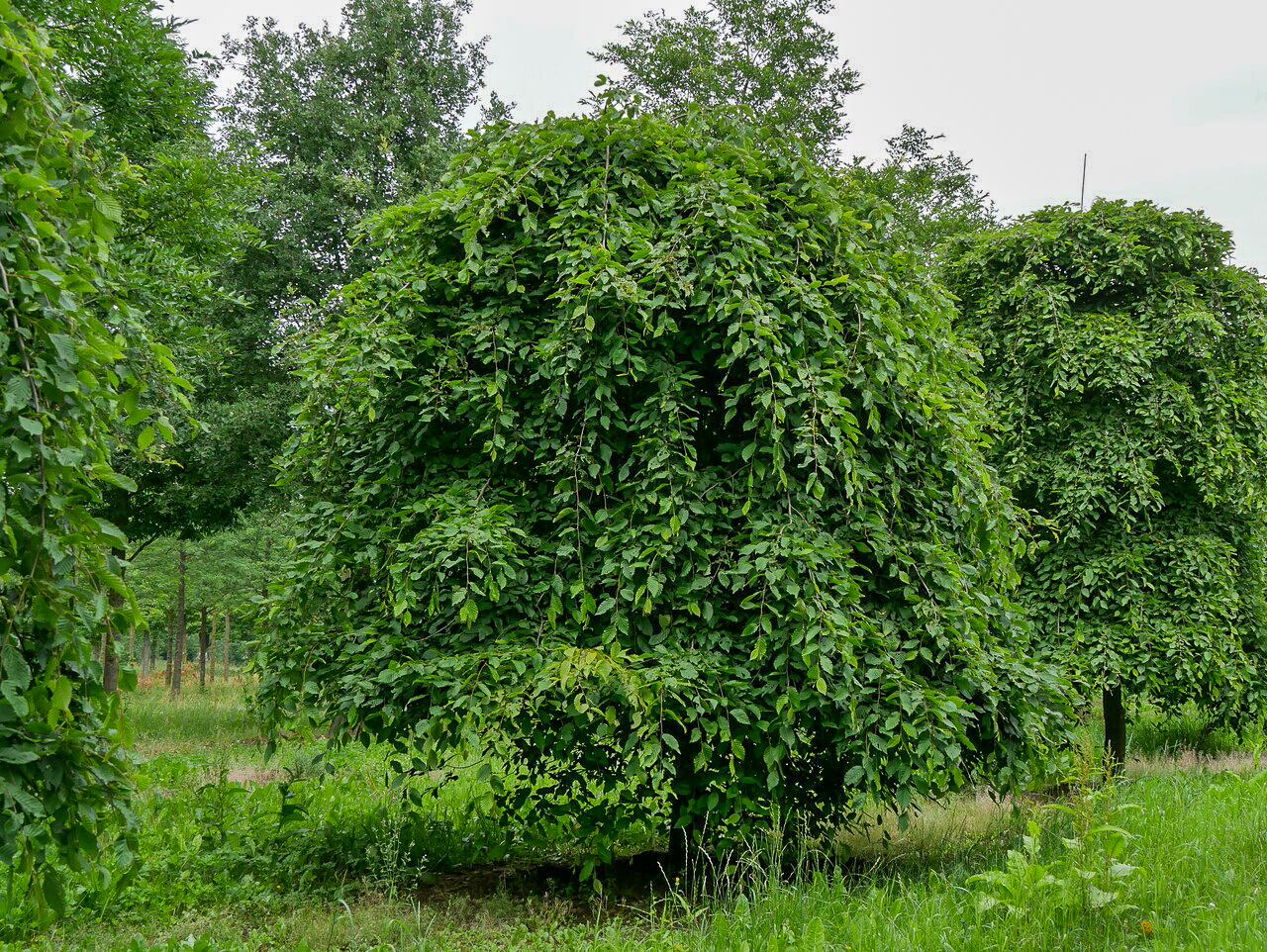 Carpinus betulus 'Pendula' | Carpinus betulus 'Pendula' - Van den Berk ...